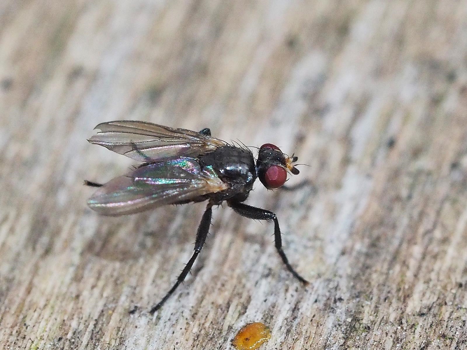 Cinochira atra – Nirączka zwińcówka | Insektarium