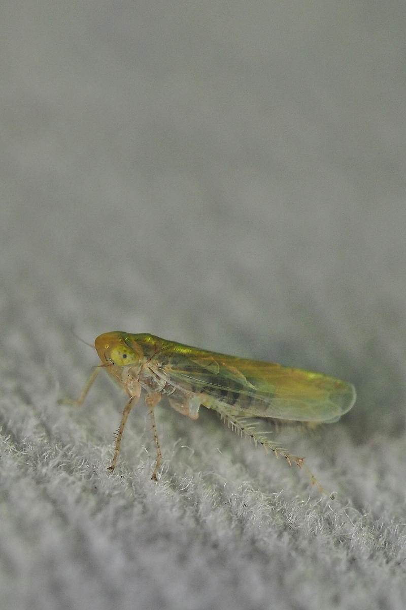 Erzaleus metrius | Insektarium