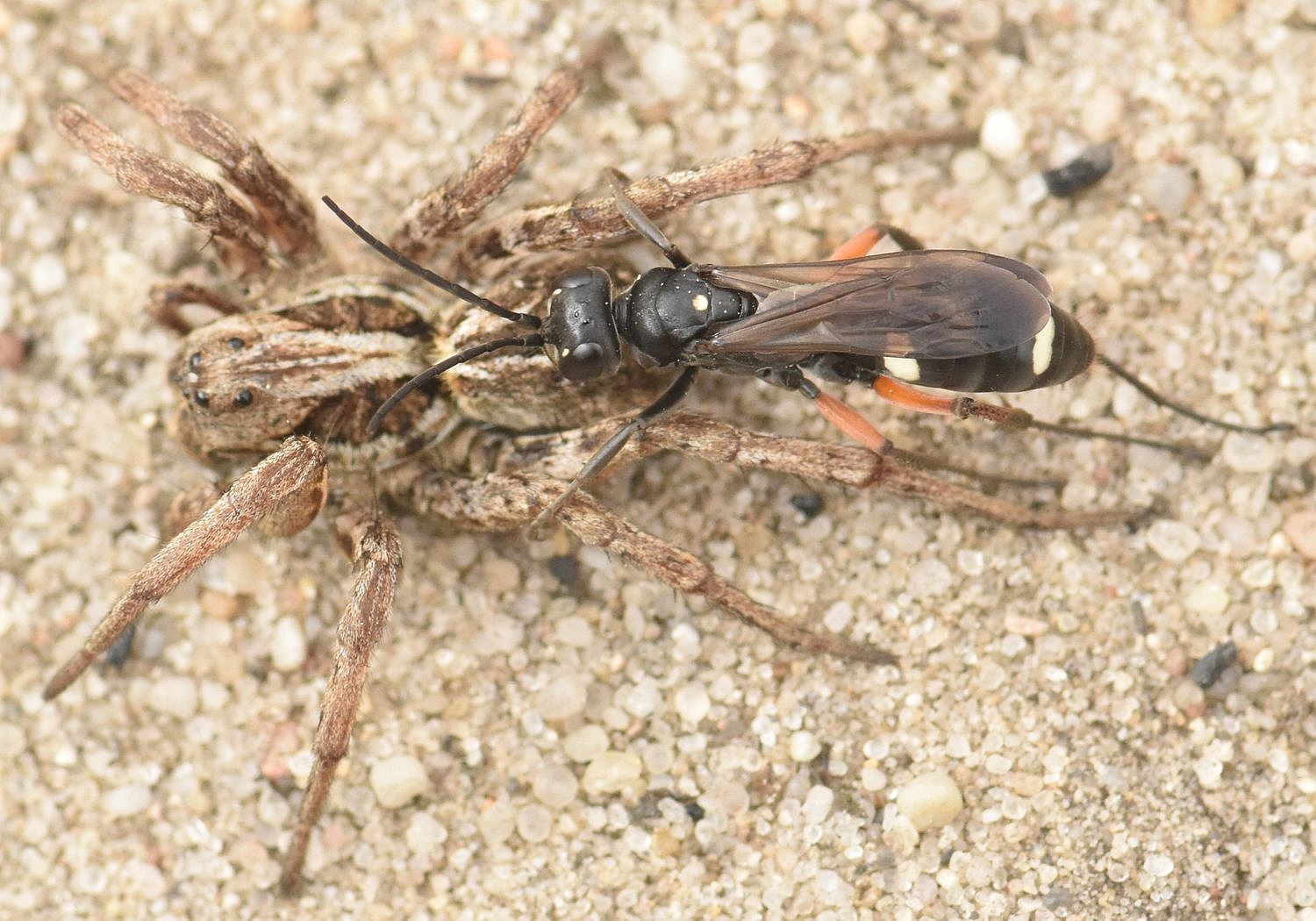Pompilidae – Nastecznikowate | Insektarium