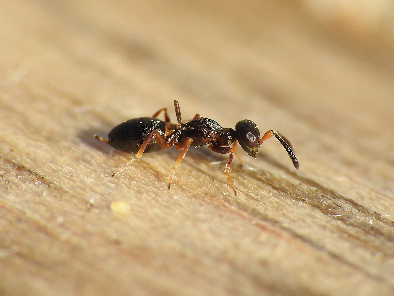 Eupelmidae | Insektarium