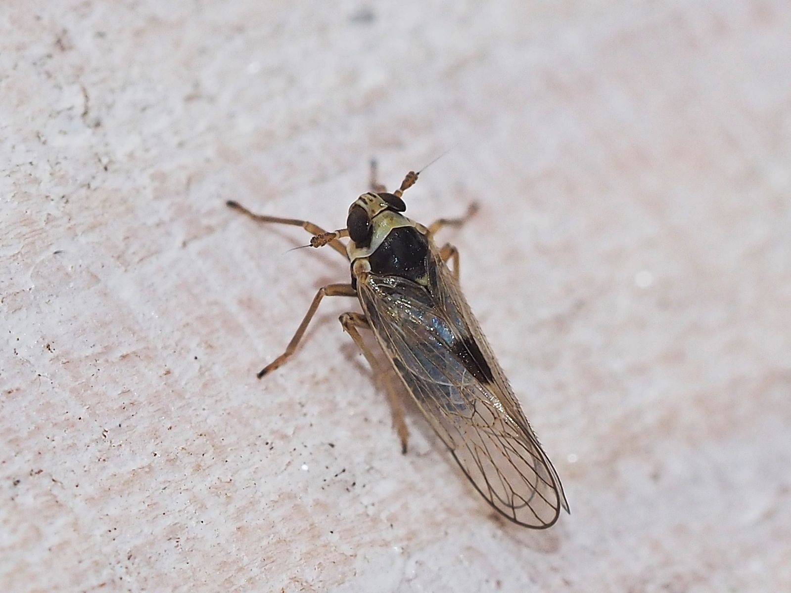 Delphacidae – Szydlakowate | Insektarium