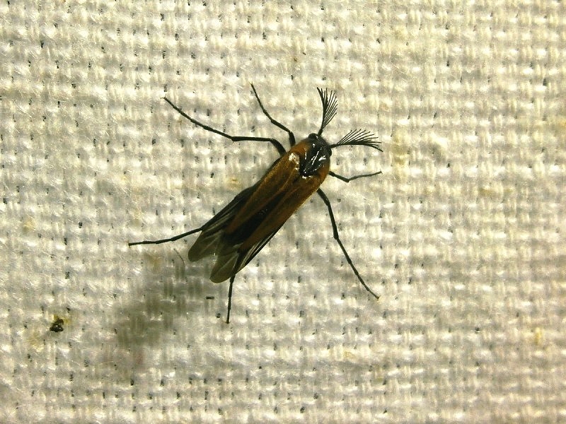 Metoecus paradoxus – Sąsiad dziwaczek | Insektarium