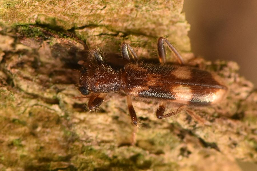 Opilo mollis – Pasterek omszony | Insektarium
