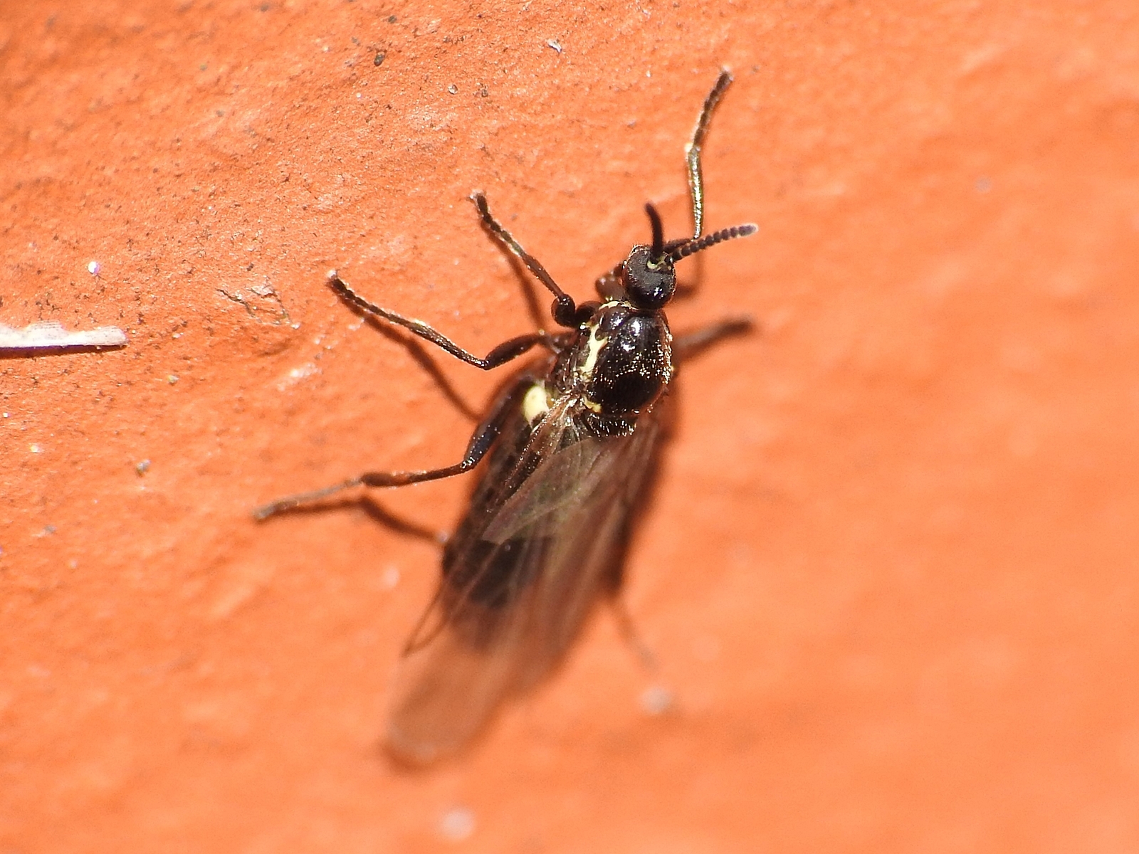 Scatopse notata | Insektarium