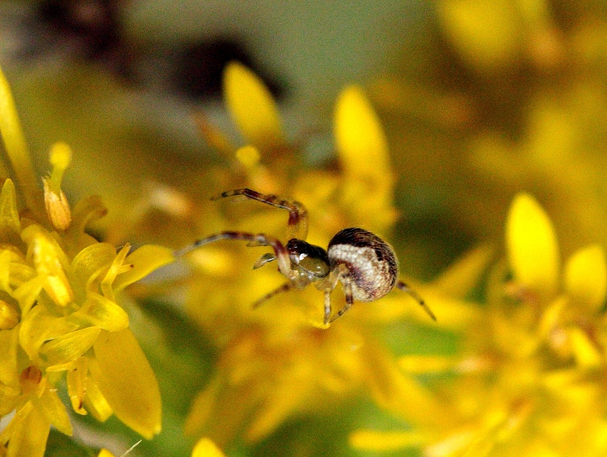 Theridiidae – Omatnikowate | Insektarium
