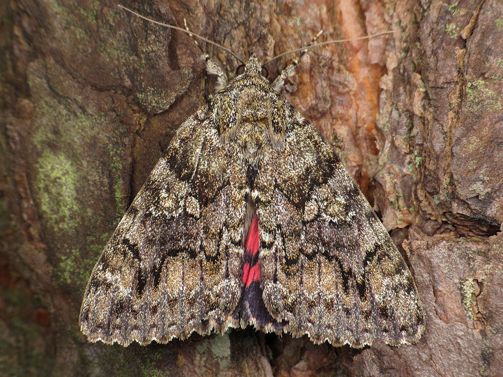 Catocala sponsa – Wstęgówka karmazynka | Insektarium