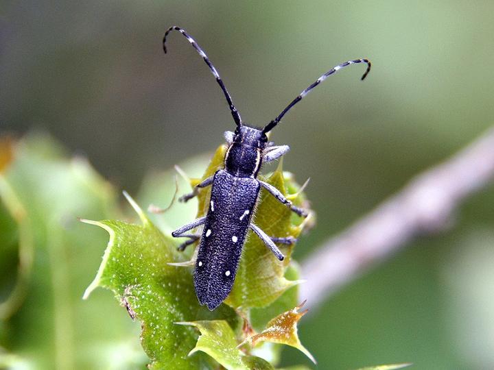 Saperda quercus – Rzemlik południowiec | Insektarium