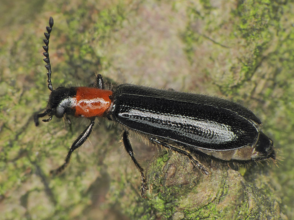 Tillus elongatus – Dłużeń skubacz | Insektarium