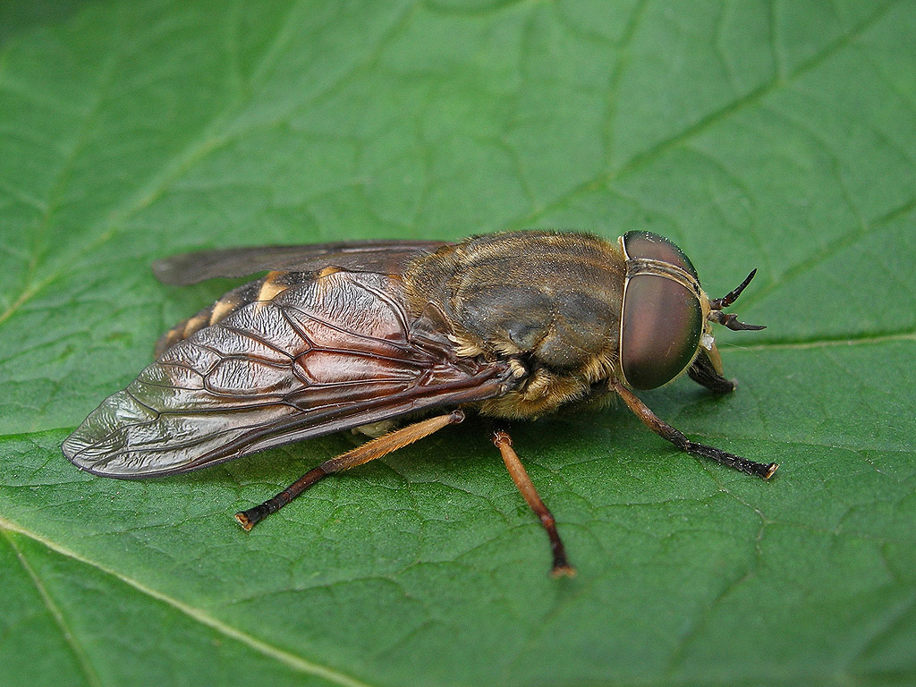 Tabanidae – Bąkowate | Insektarium