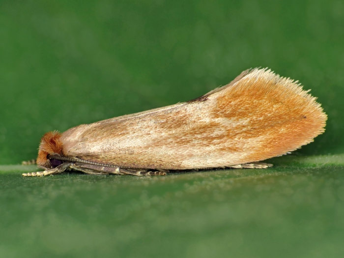 Tinea semifulvella | Insektarium