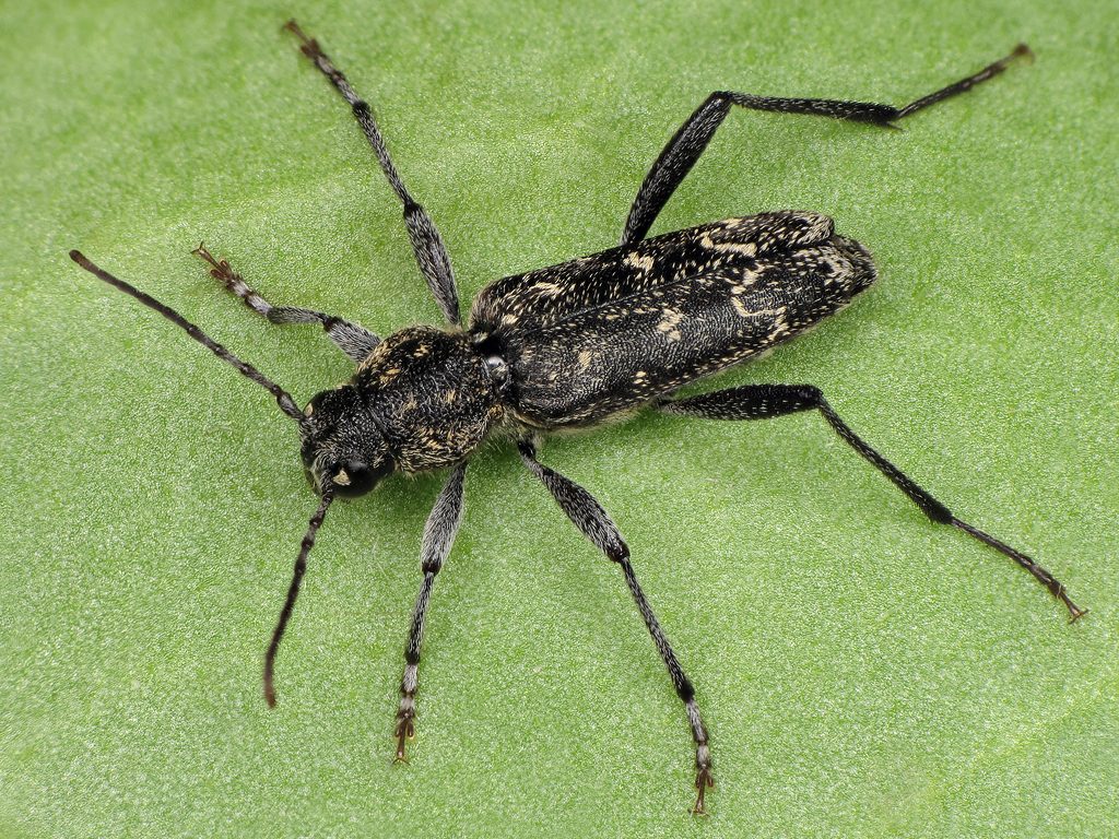 x.rusticus | Insektarium