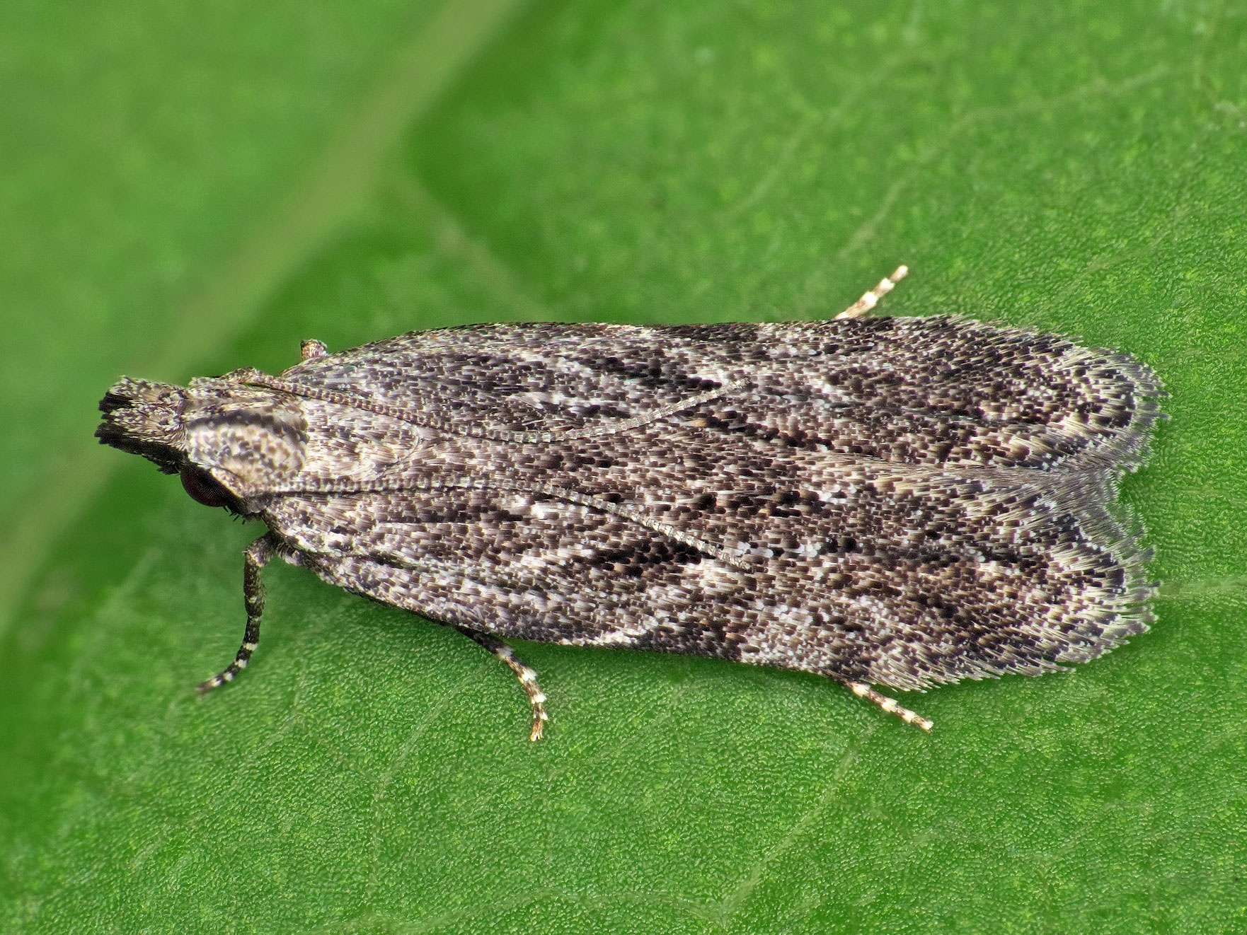 Anarsia lineatella – Skośnik brzoskwiniaczek | Insektarium
