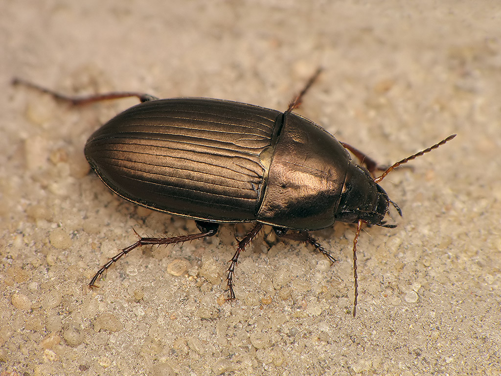 Amara aenea – Skorobieżek miedziak | Insektarium
