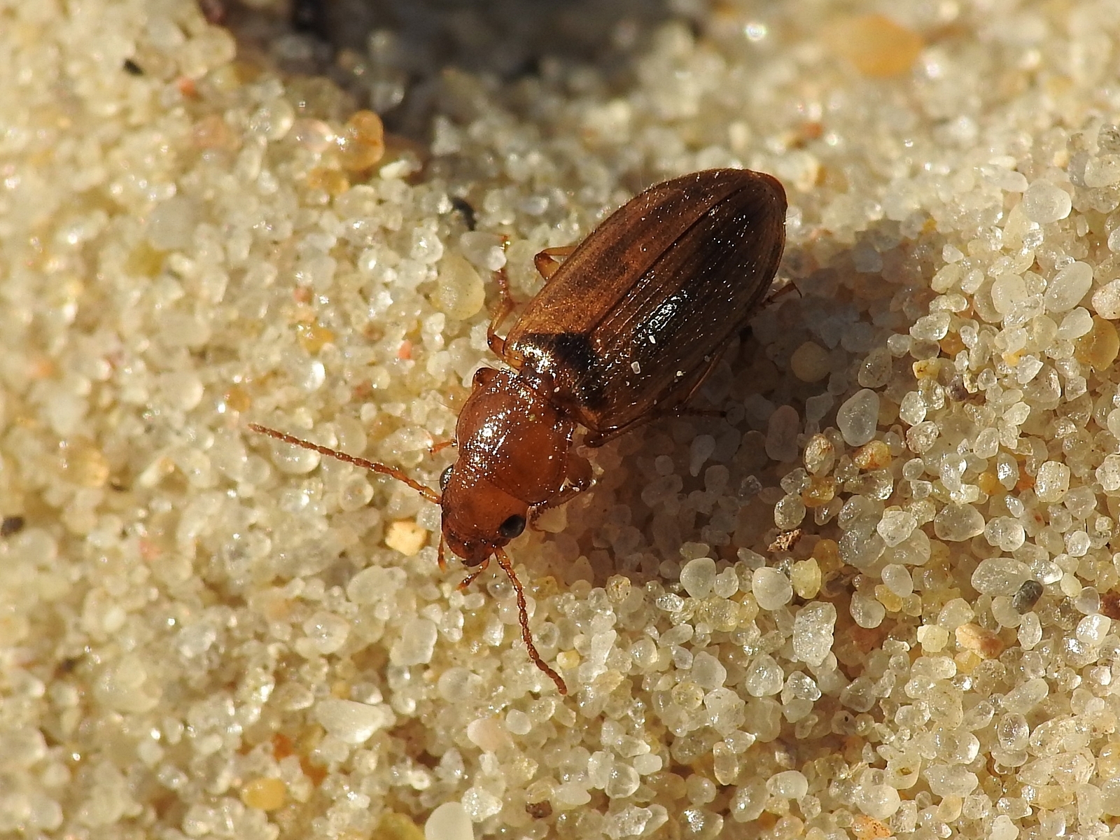 D obsoletus | Insektarium