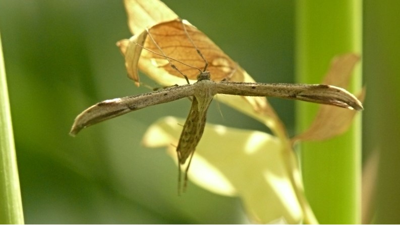 Hellinsia | Insektarium