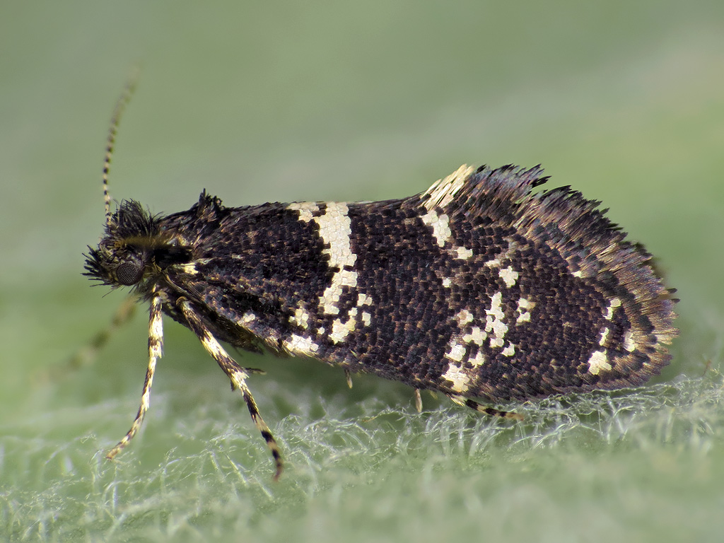 Psychidae – Koszówkowate | Insektarium