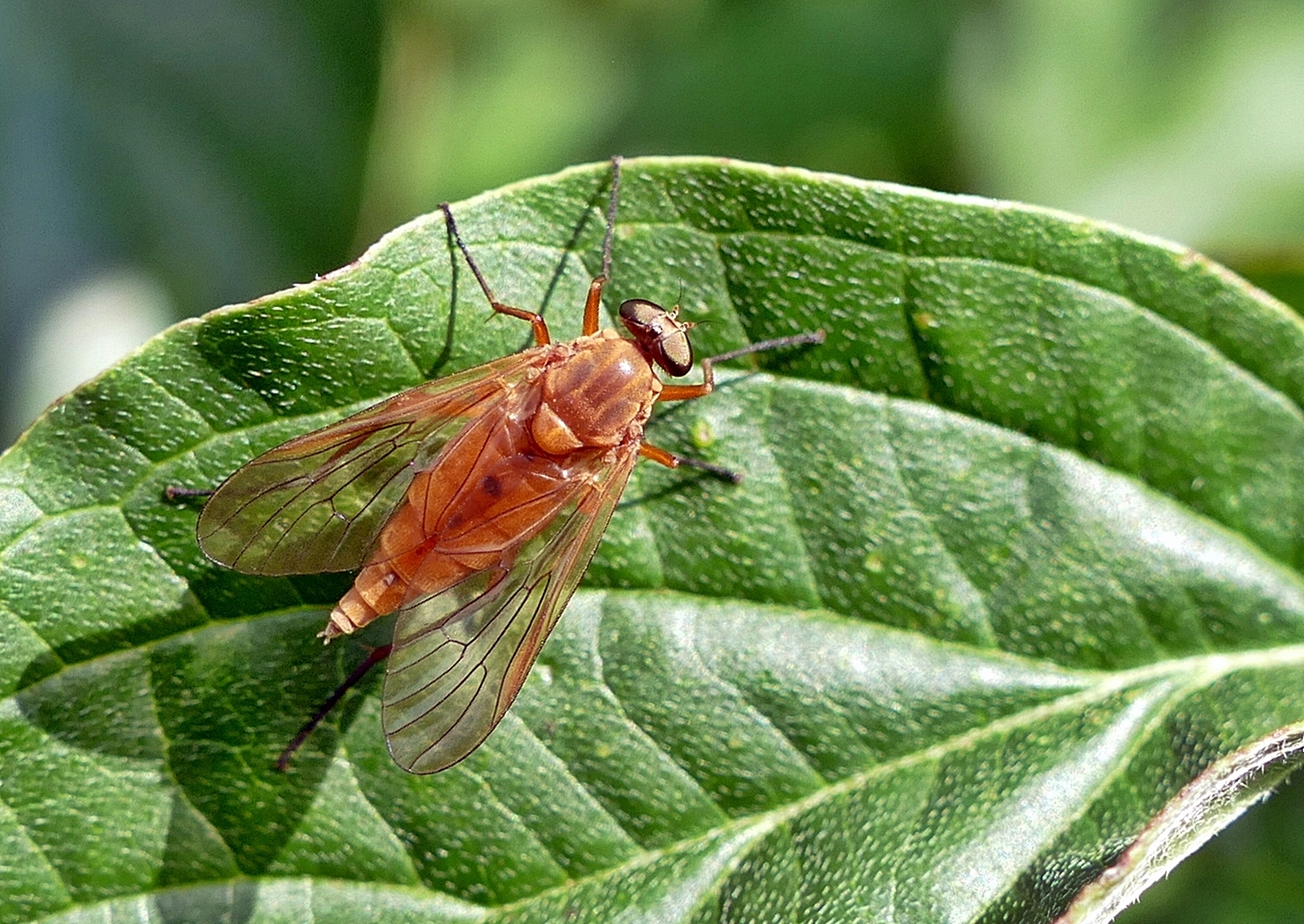 Rhagio tringarius – Kobyliczka żółta | Insektarium
