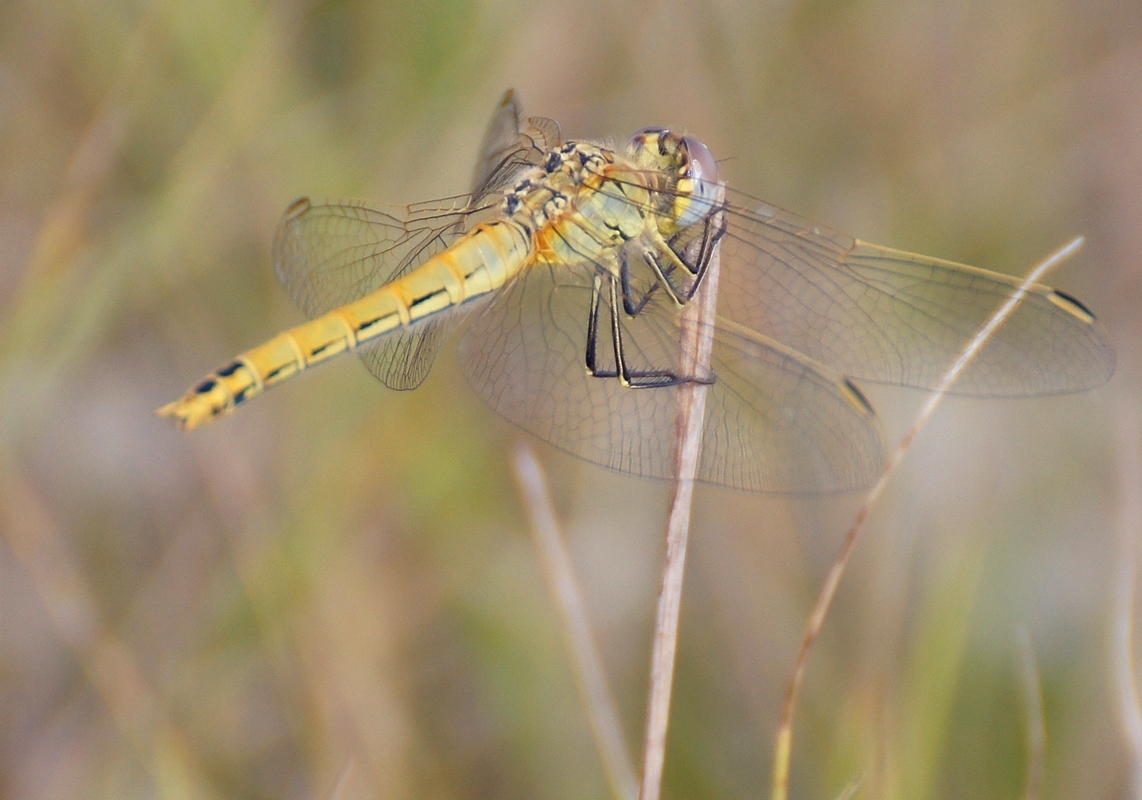Libellulidae – Ważkowate | Insektarium