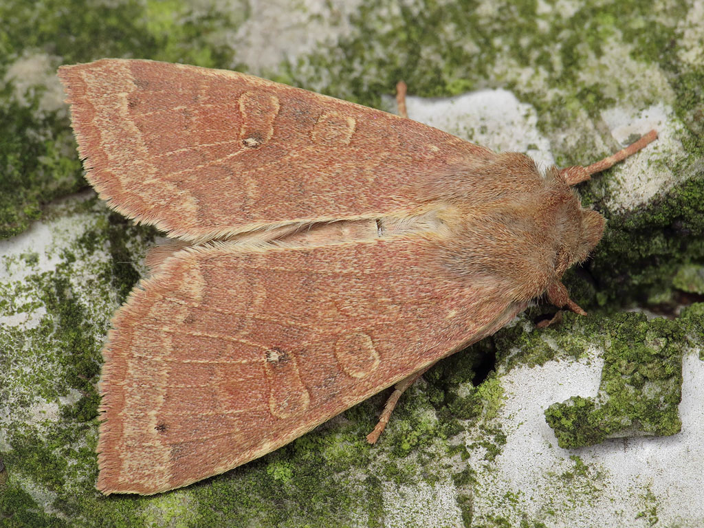 Xanthia ocellaris – Ozimica oczatka | Insektarium