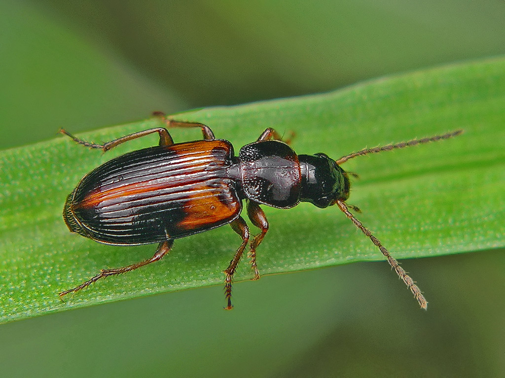 Acupalpus meridianus | Insektarium
