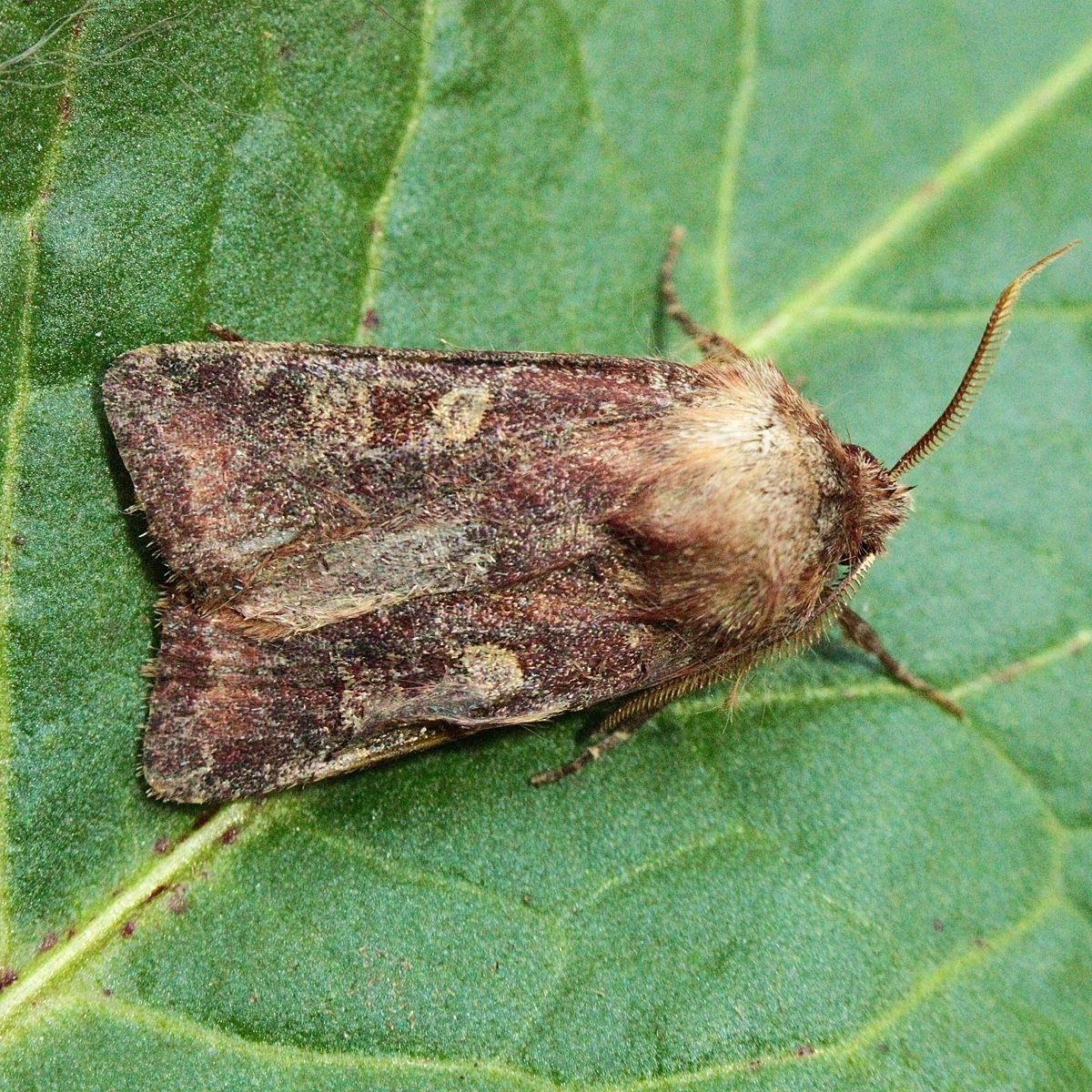 Noctuidae – Sówkowate | Insektarium