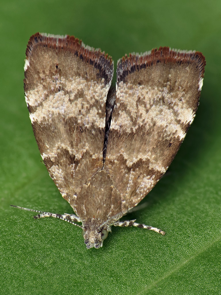 Choreutis pariana | Insektarium