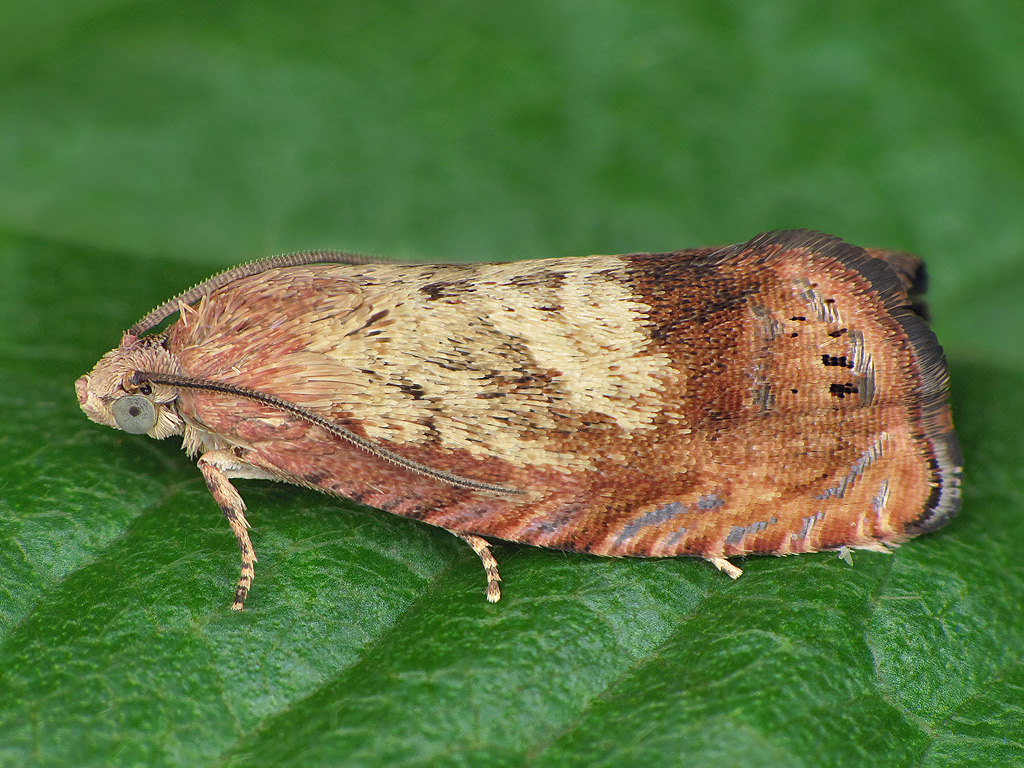 Rodzaj Cydia | Insektarium