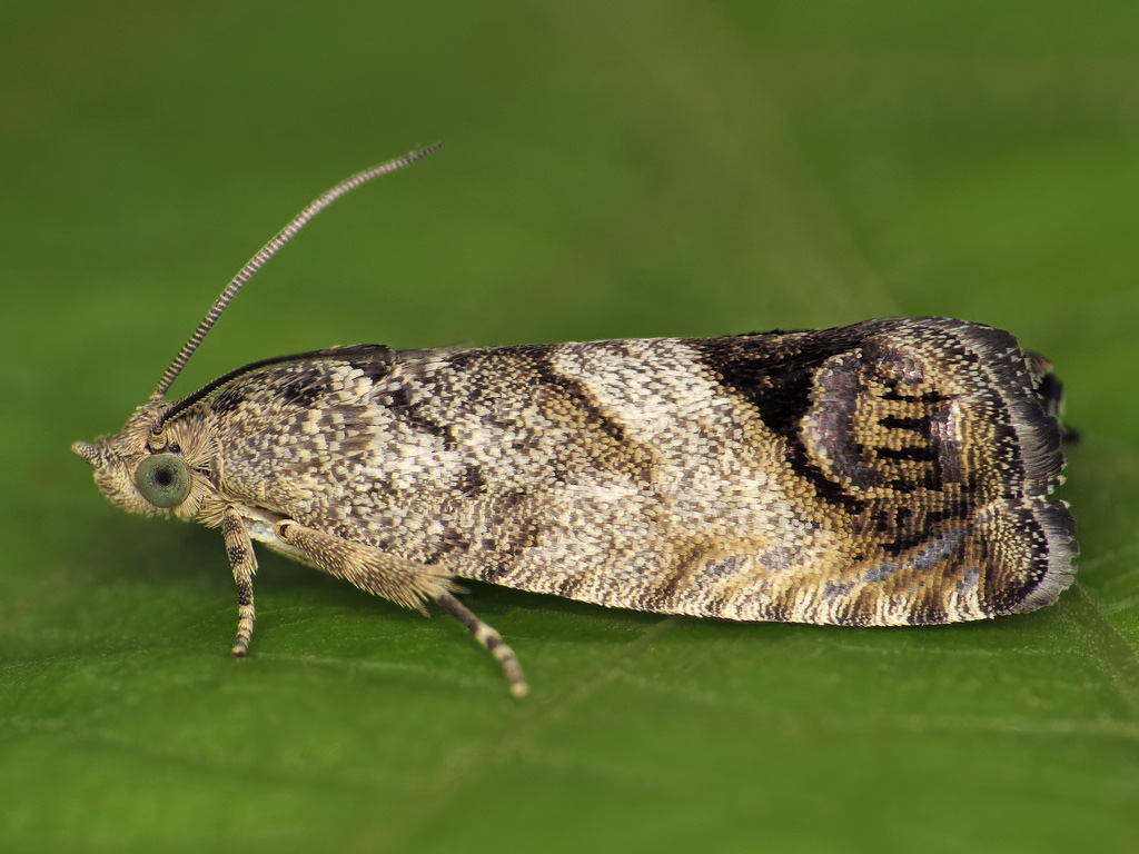 Cydia splendana – Pachówka żołędzióweczka | Insektarium