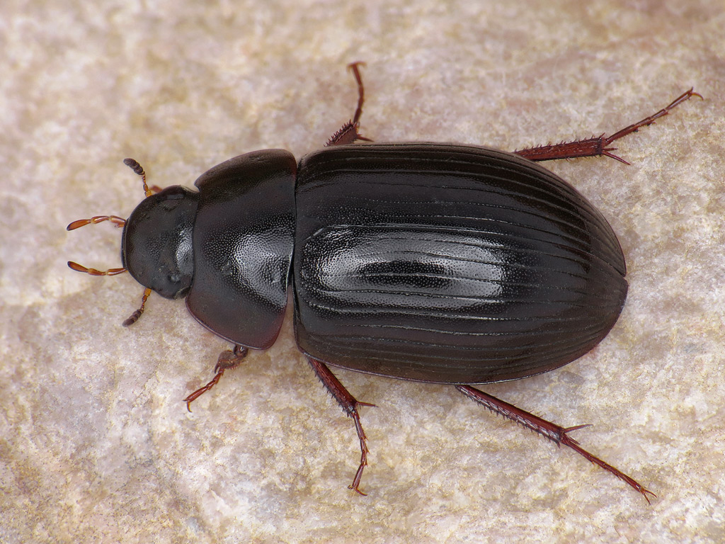 Hydrobius fuscipes – Wywłoka rdzawonoga | Insektarium