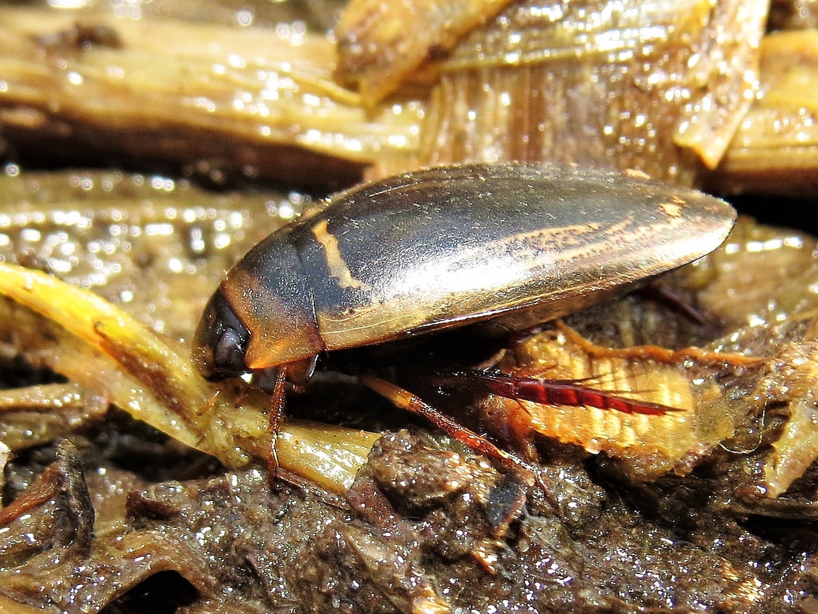 Hydaticus | Insektarium