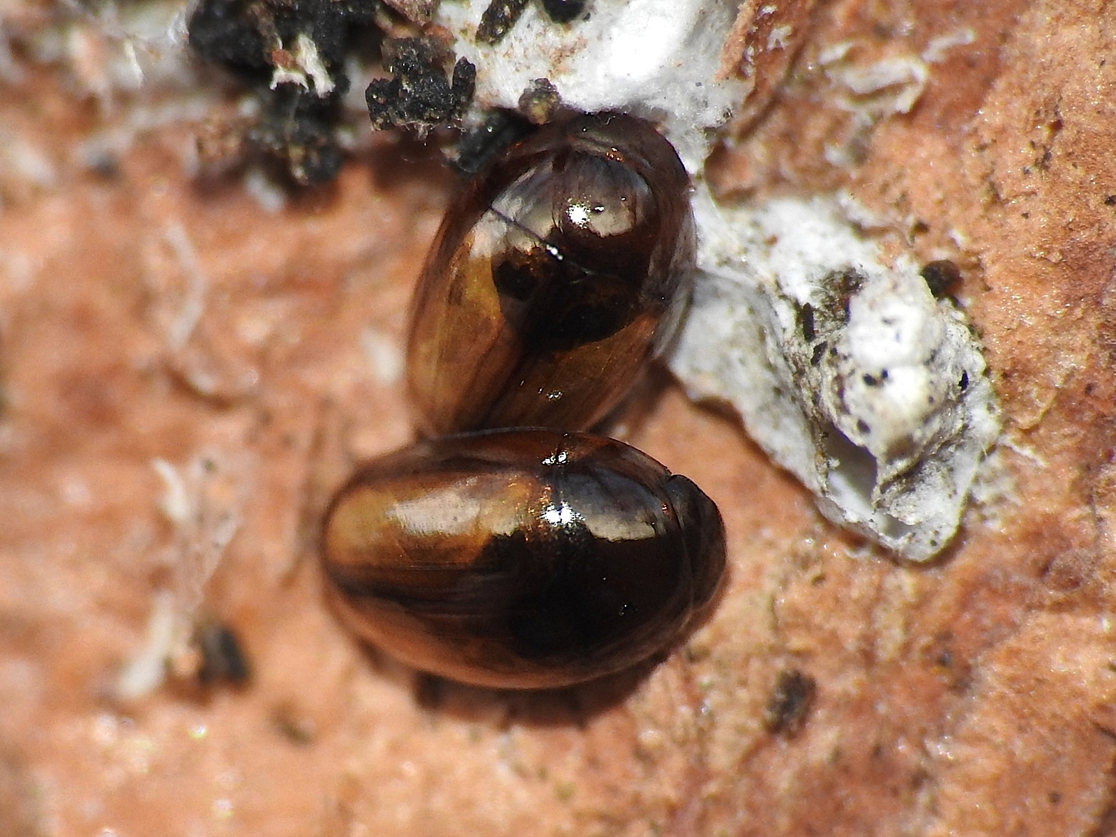 O.corticalis | Insektarium