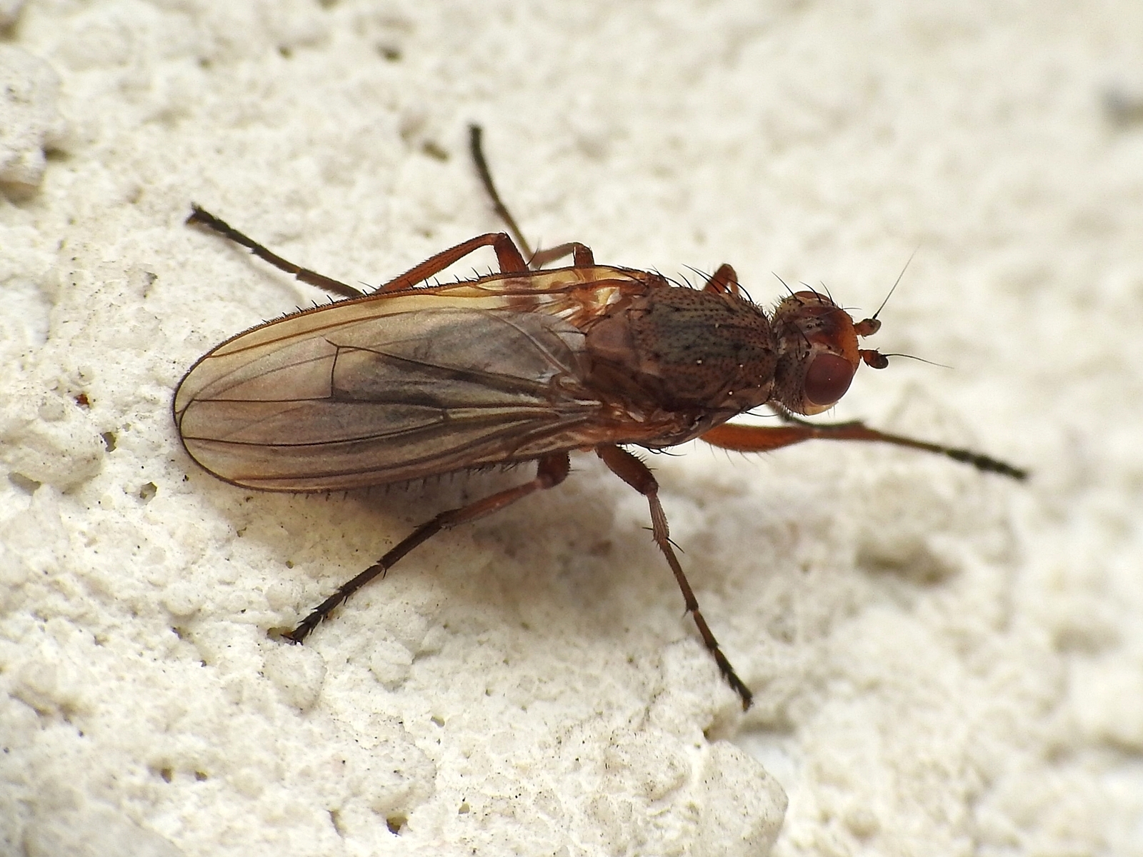 Heleomyzidae – Błotniszkowate | Insektarium