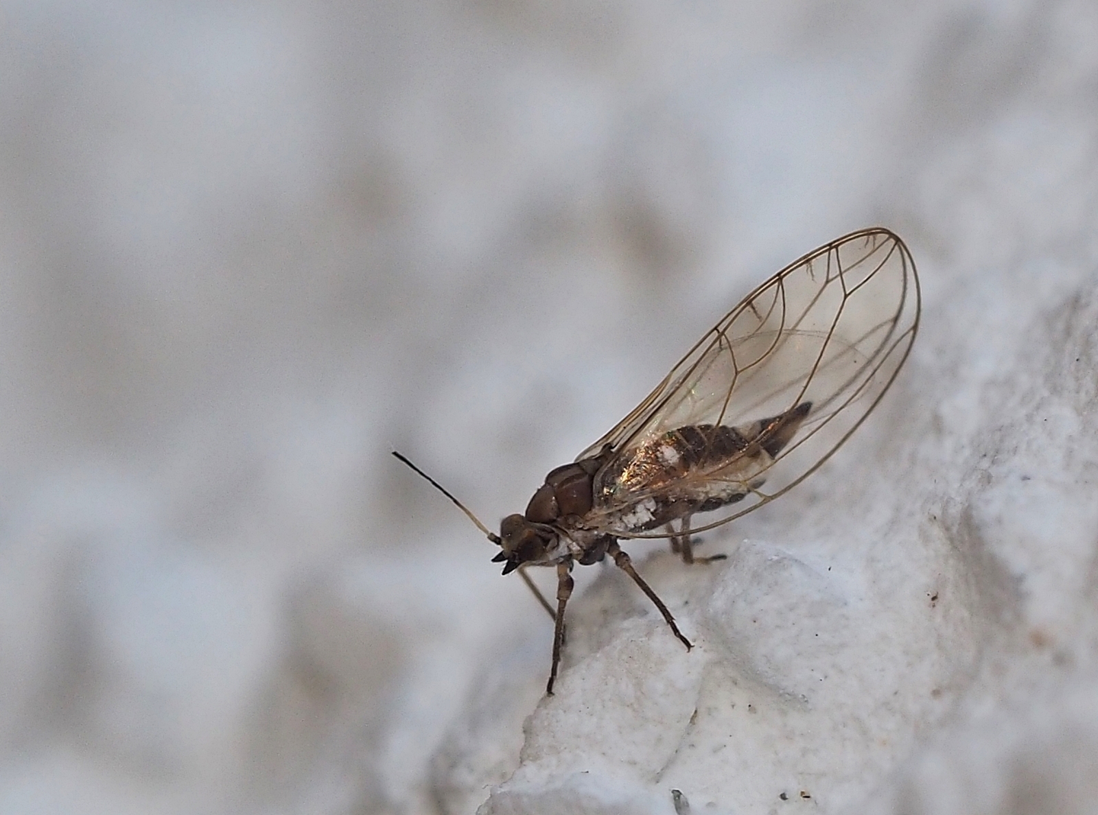 Triozidae – Bolanicowate | Insektarium