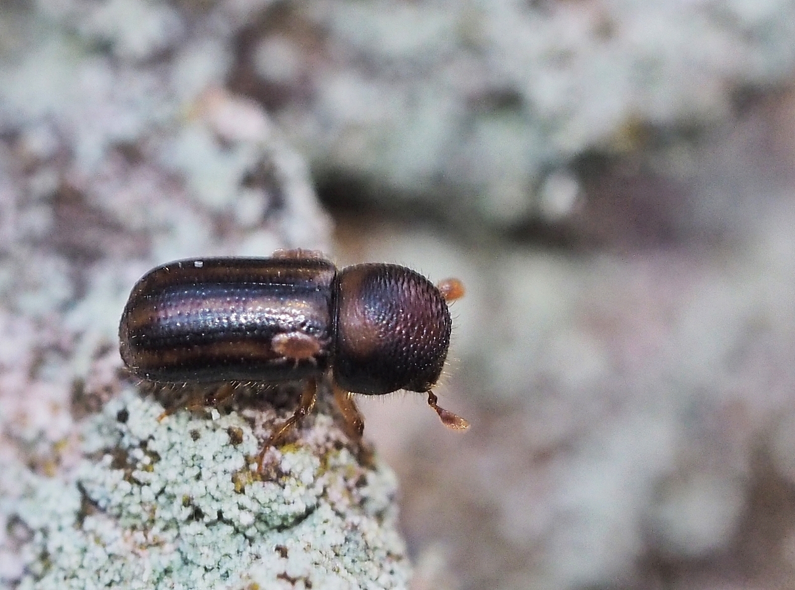 Trypodendron signatum – Drwalnik znaczony | Insektarium