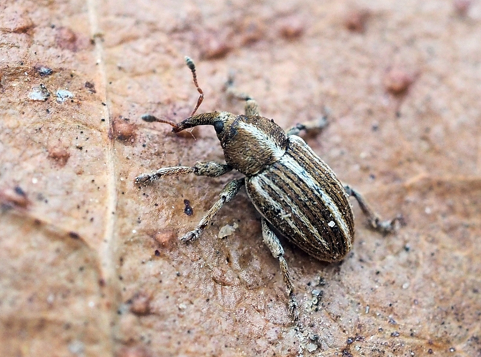 Tychius | Insektarium