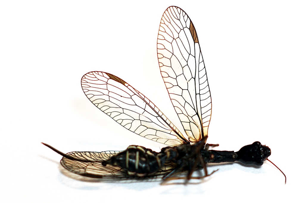 wing_female | Insektarium