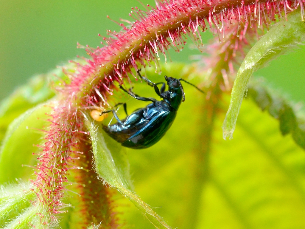 Altica sp | Insektarium