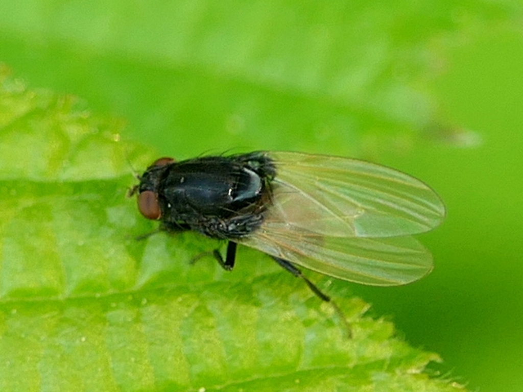 M.longipennis | Insektarium