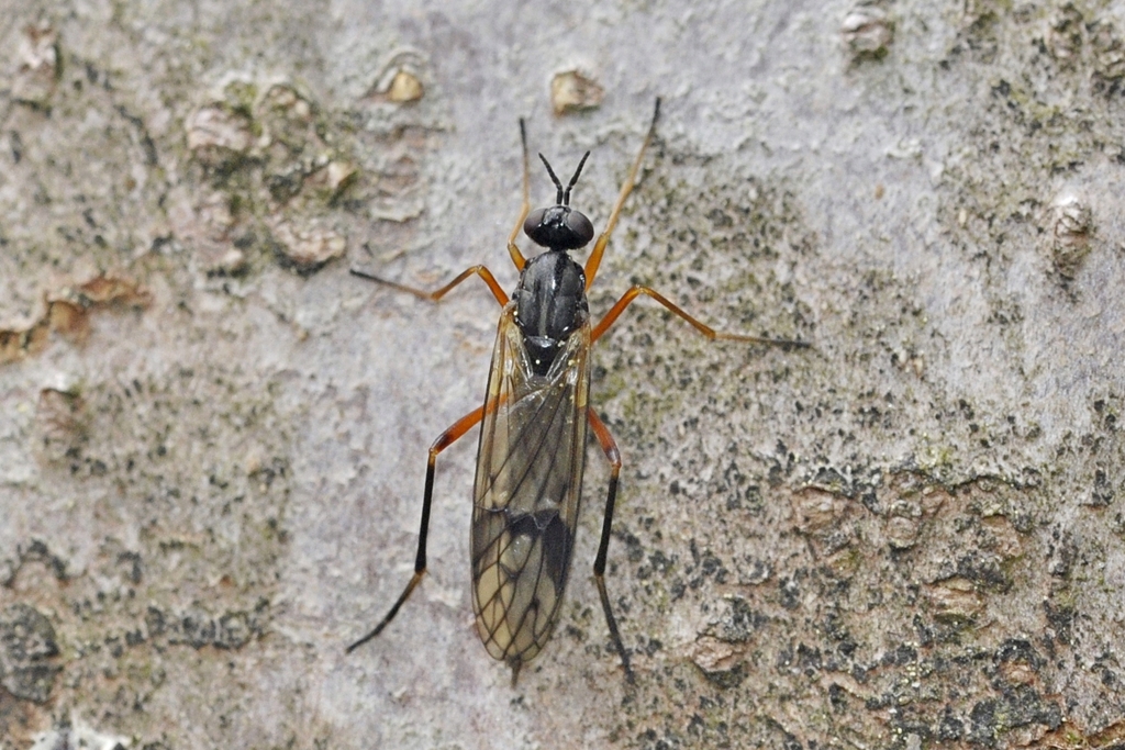 X.cinctus | Insektarium