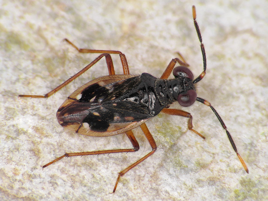 Saldidae – Nabrzeżkowate | Insektarium