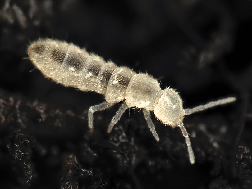 Folsomia candida – Pchlica glebowa | Insektarium