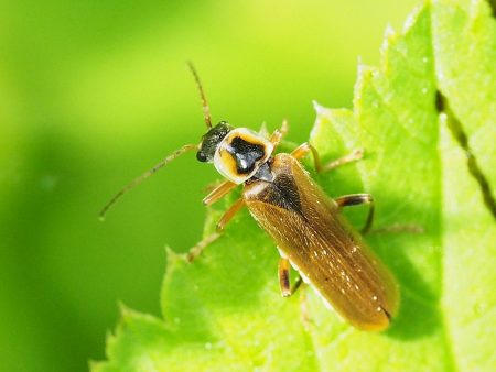 Cantharis decipiens – Omomiłek leśny | Insektarium