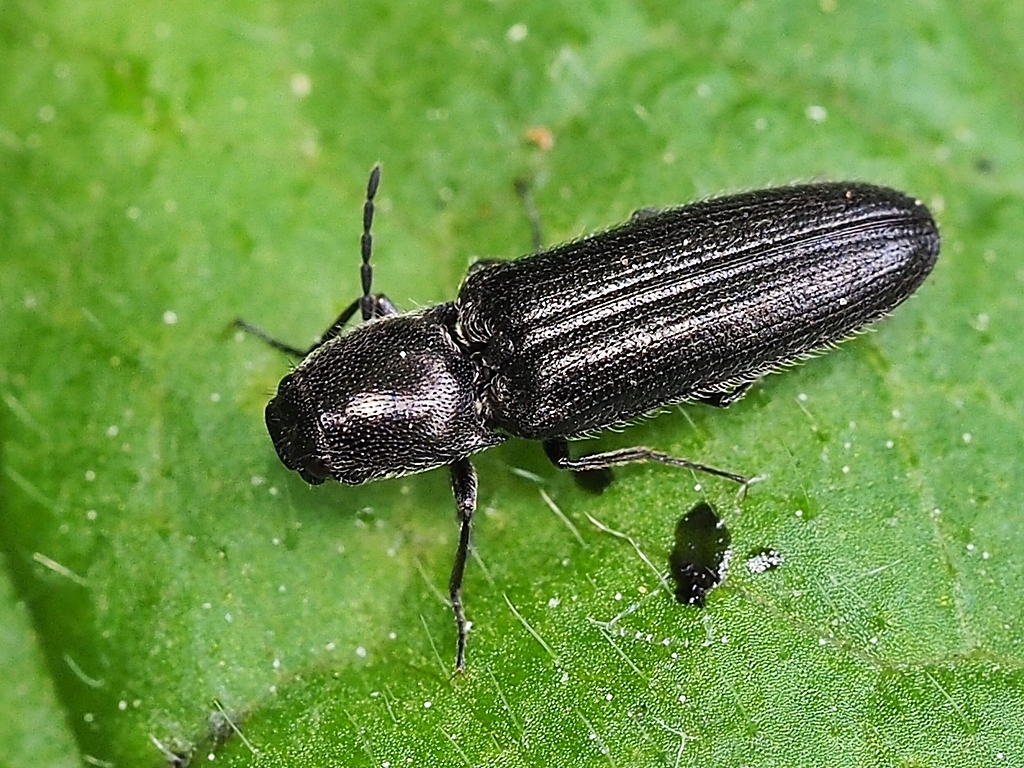 Limonius | Insektarium