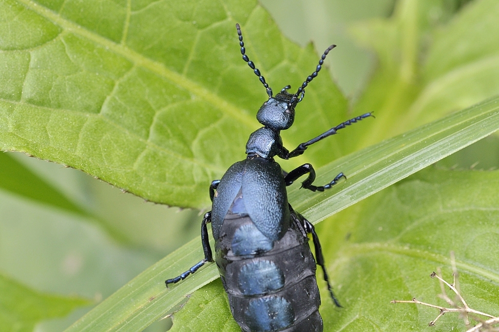 Meloe. | Insektarium