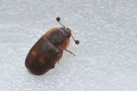 Nitidula bipunctata – Łyszczynka dwupunktowa | Insektarium