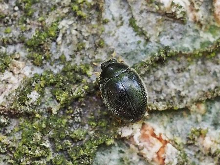Stethorus pusillus – Skulik przędziorkowiec | Insektarium
