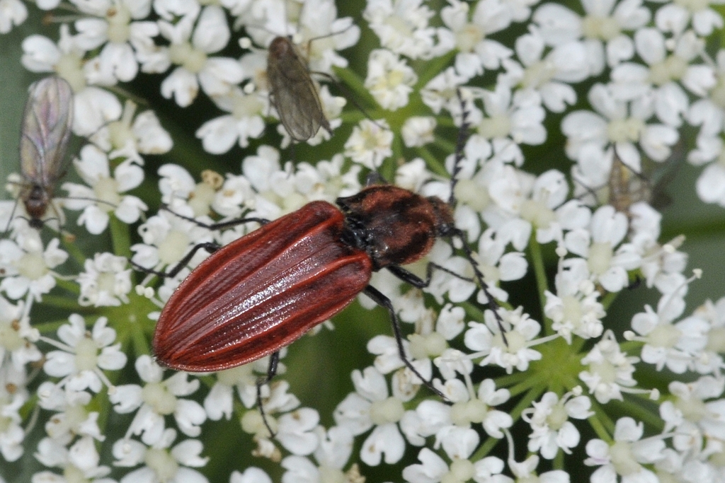 An.purpureus | Insektarium