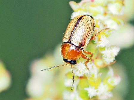 Cryptocephalus fulvus – Zmróżka żółtawa | Insektarium