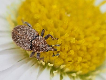 Sibinia pyrrhodactyla | Insektarium