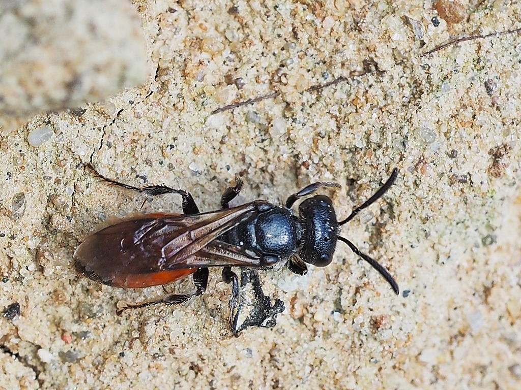 S.gibbus | Insektarium